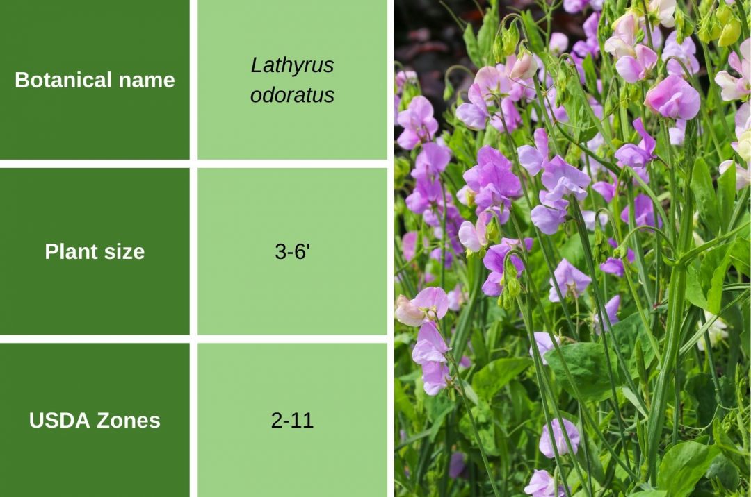 15 Gorgeous Plants To Hide Any Unsightly Objects Or Areas In The Garden