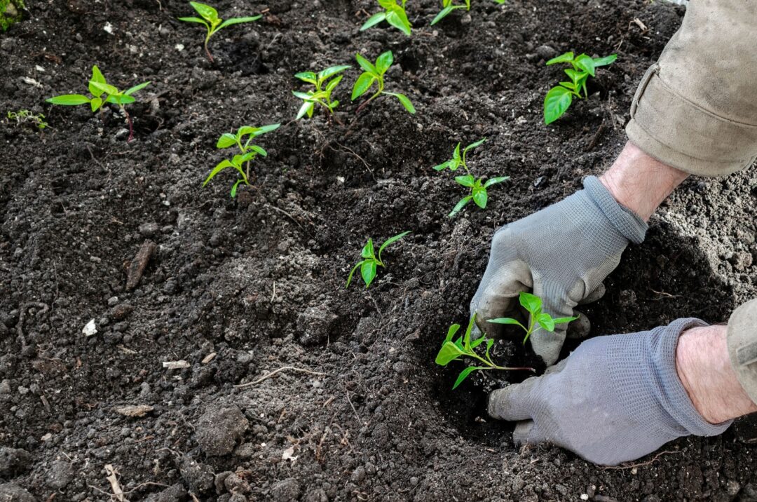 Ground-Up Garden: When And How To Harden Off Plants And Seedlings