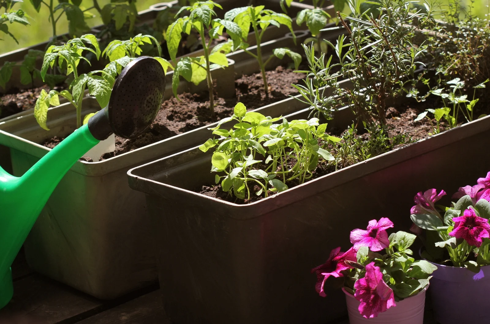 Ground-Up Garden: 8 Tips To Start A Container Garden