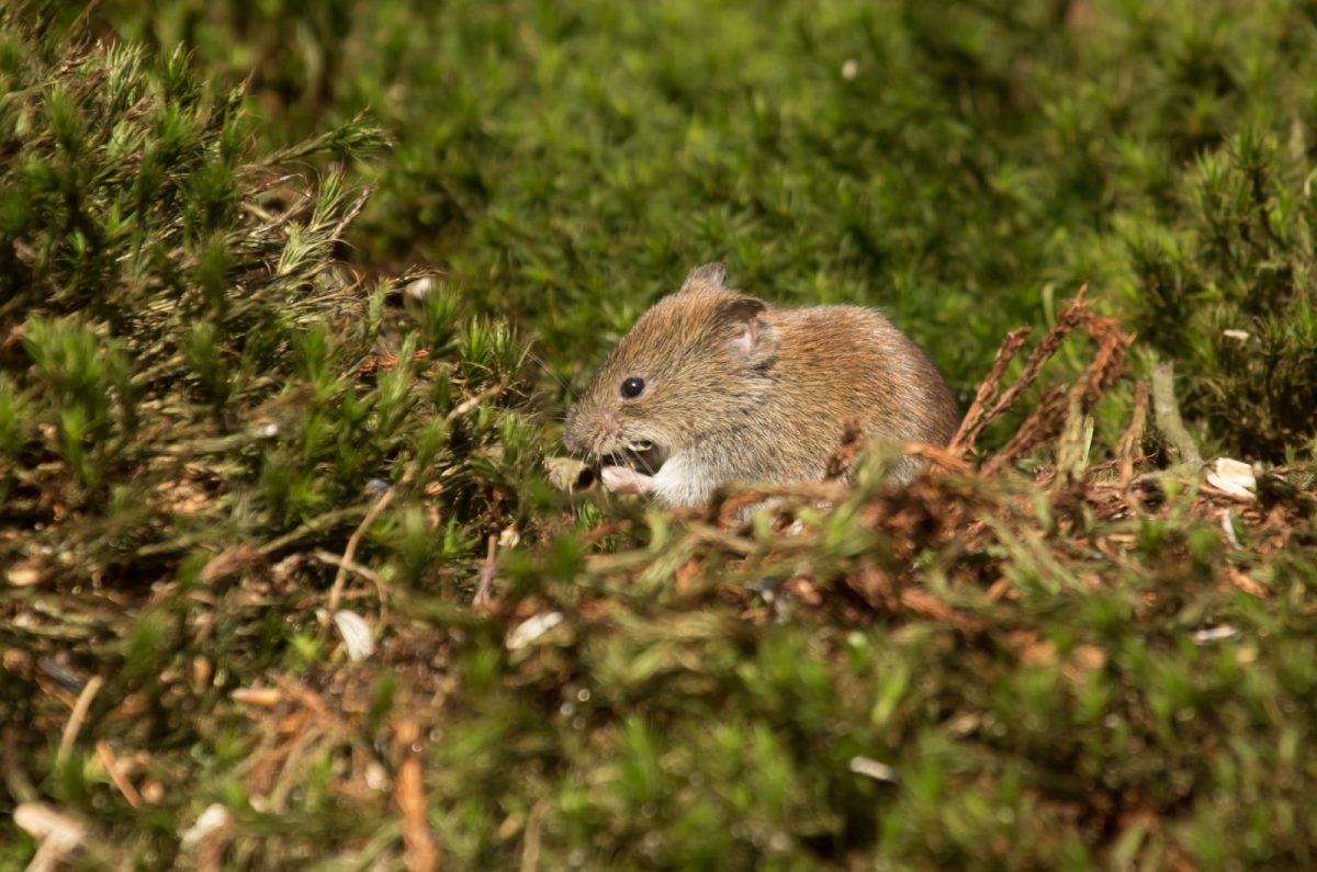 8 Natural Ways To Get Rid Of Voles From Your Lawn And Garden