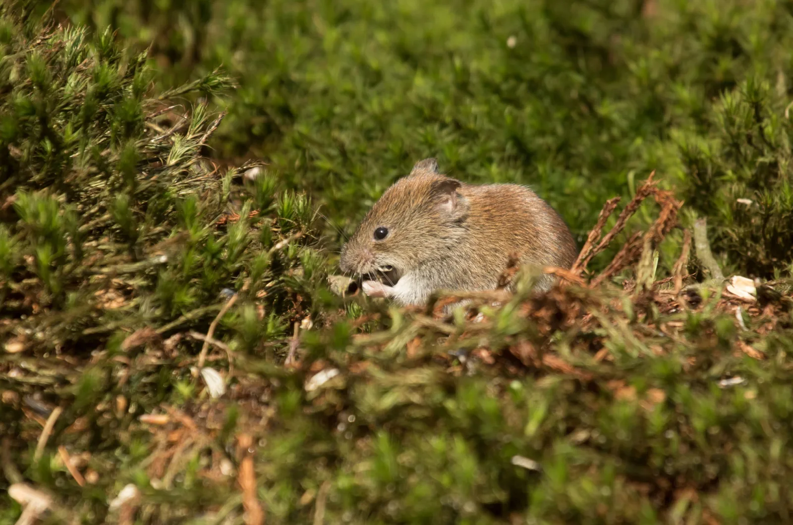 8 Natural Ways To Get Rid Of Voles From Your Lawn And Garden