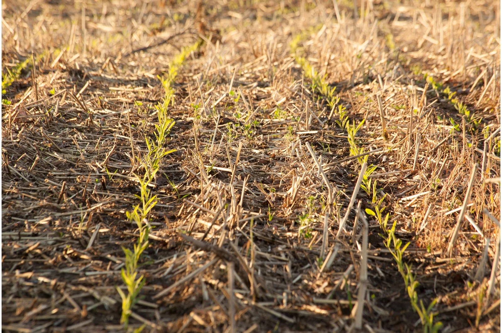 Ground-Up Garden: A No-Till Gardening Technique