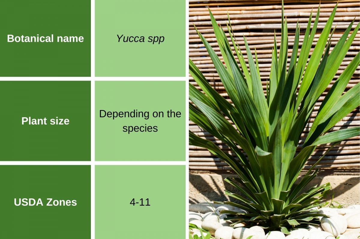 15 Gorgeous Plants To Hide Any Unsightly Objects Or Areas In The Garden