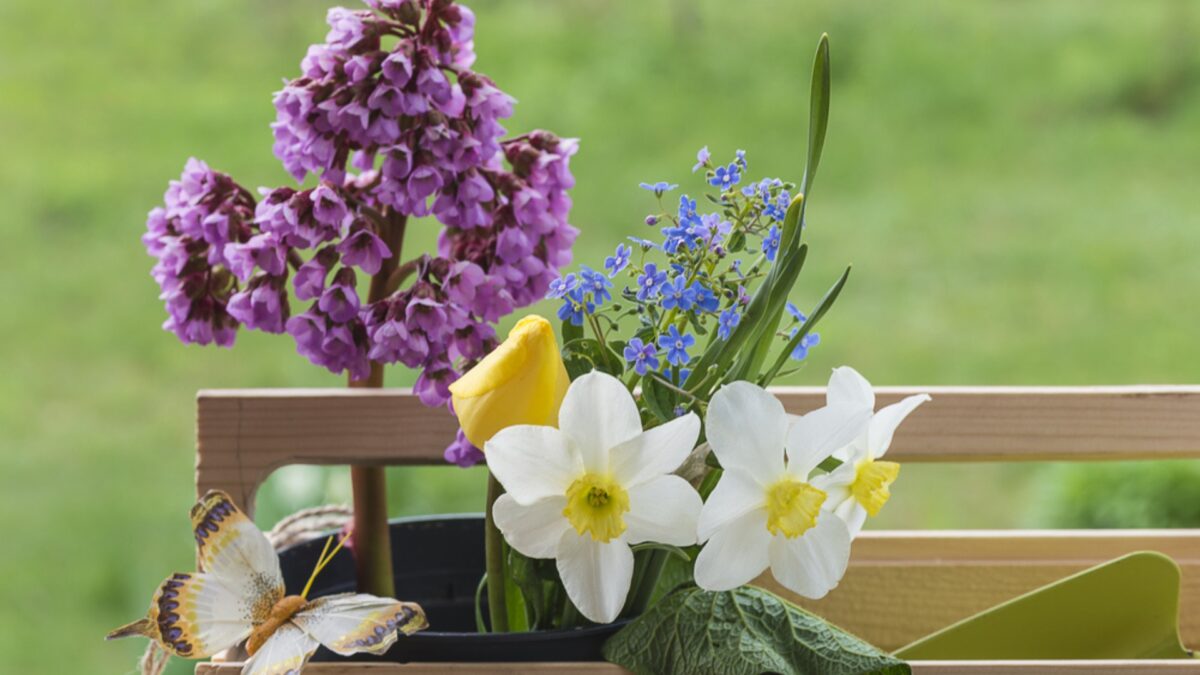 7 Plants That Produce Gorgeous Flowers In March