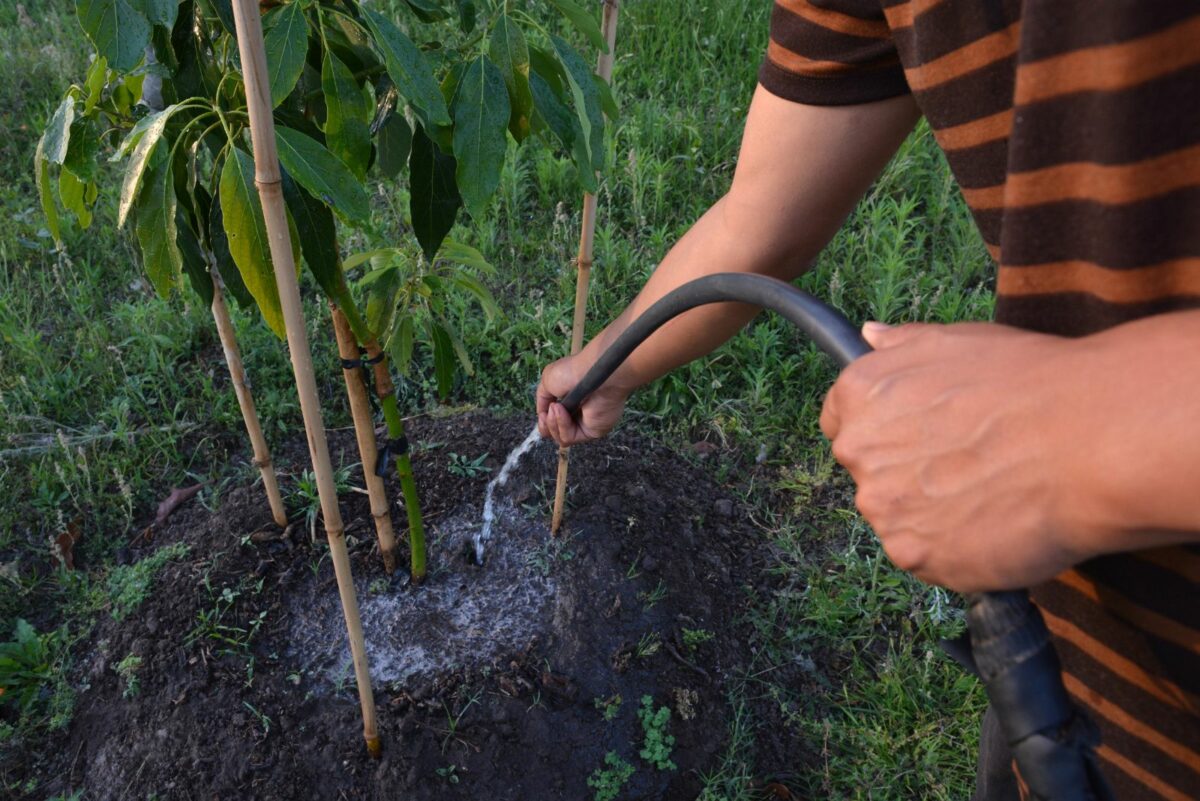 How To Grow And Care For Hass Avocado Trees