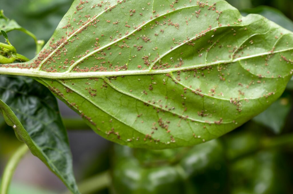 Watch Out For These 8 Common Pests Because They Can Destroy Your Plants