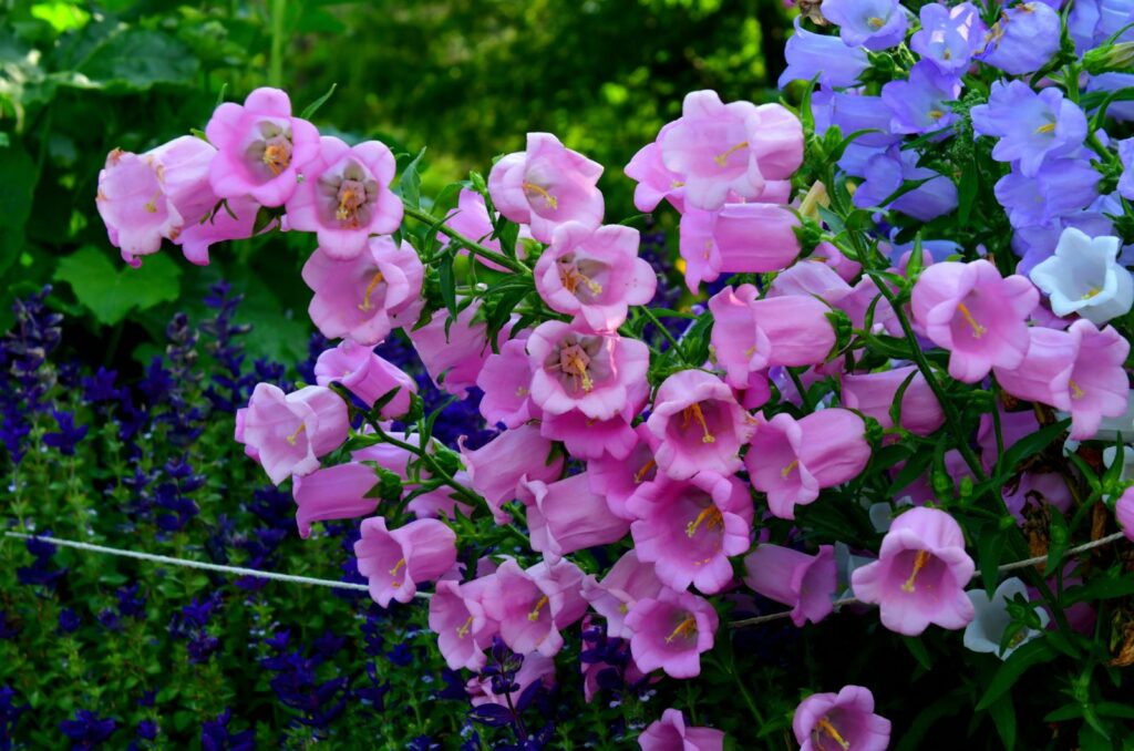 How To Grow And Care For Captivating Bellflowers