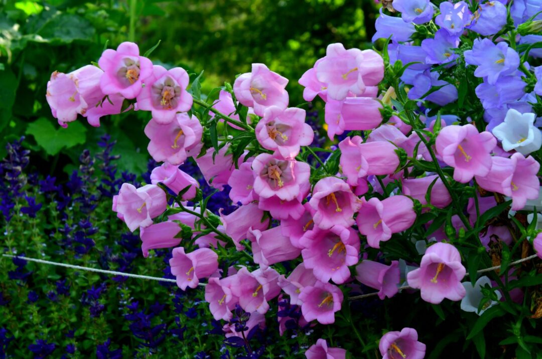 How To Grow And Care For Captivating Bellflowers