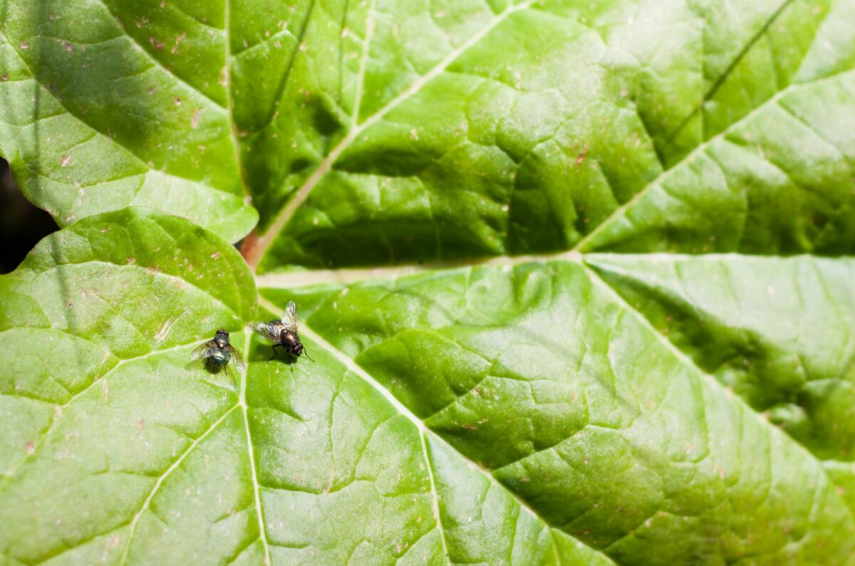 Watch Out For These 8 Common Pests Because They Can Destroy Your Plants