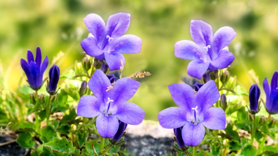 How To Grow And Care For Captivating Bellflowers
