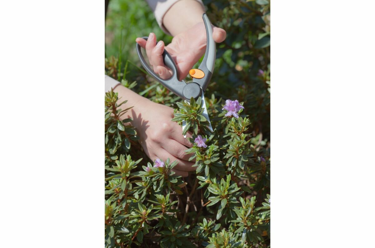 4 Common Mistakes When Growing Azaleas