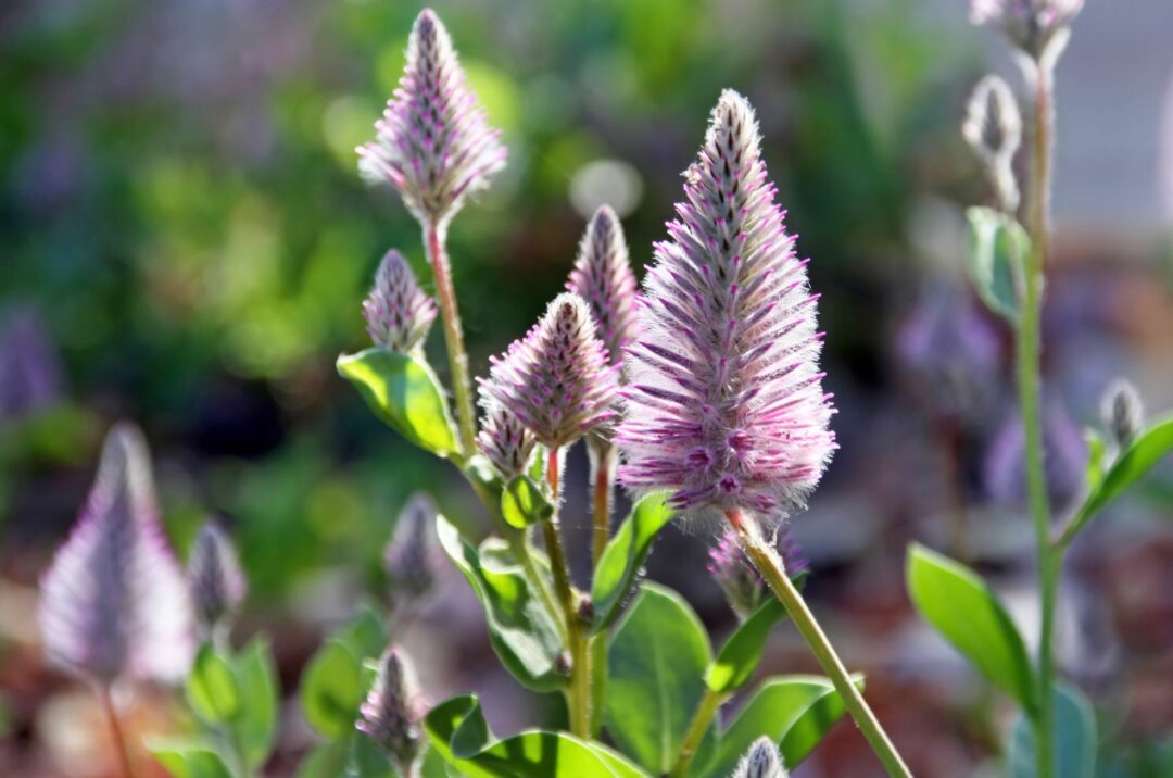 How To Grow And Care For Ptilotus