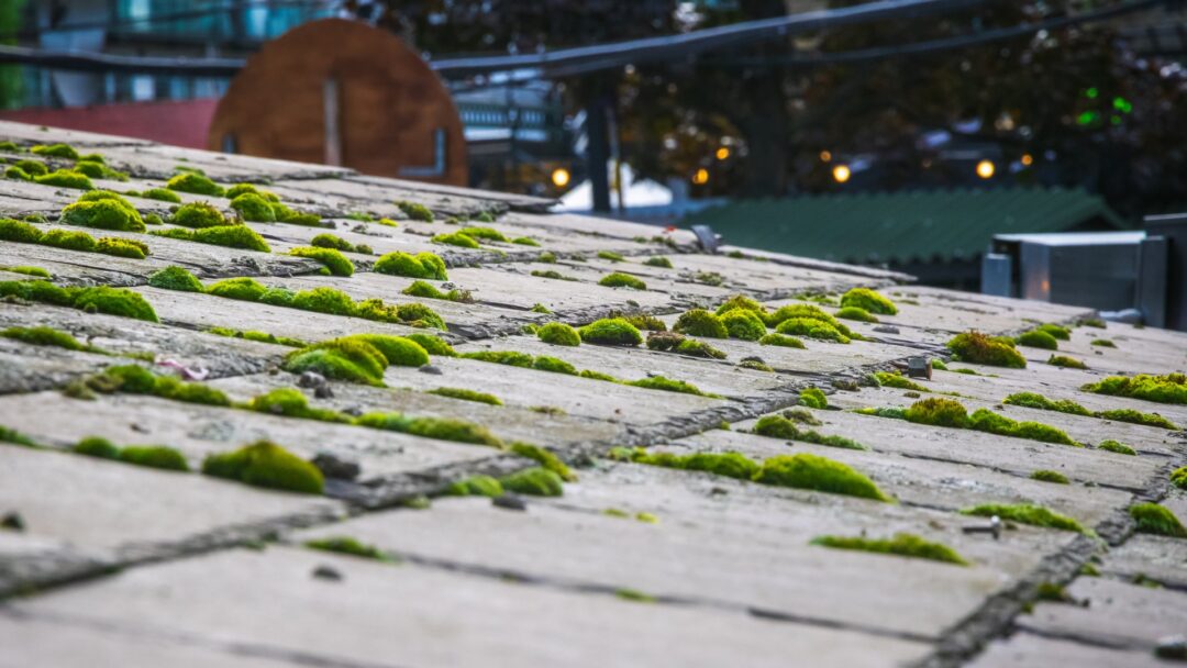 Remove Algae And Moss From Patios And Porch Roofs With This Cheap Solution
