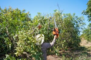 How To Grow And Care For Hass Avocado Trees