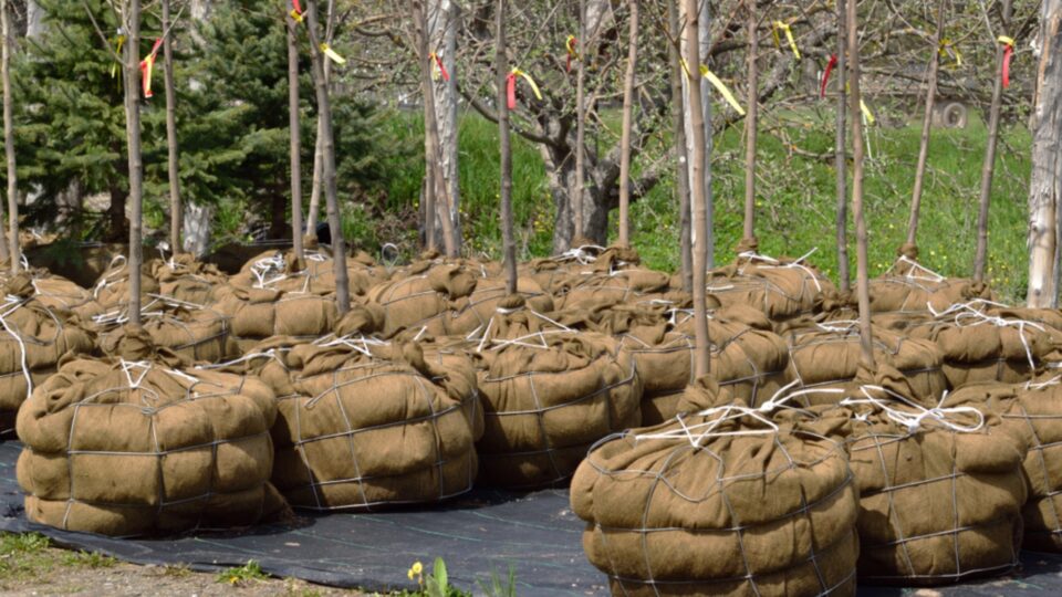 When & How To Plant BB Trees