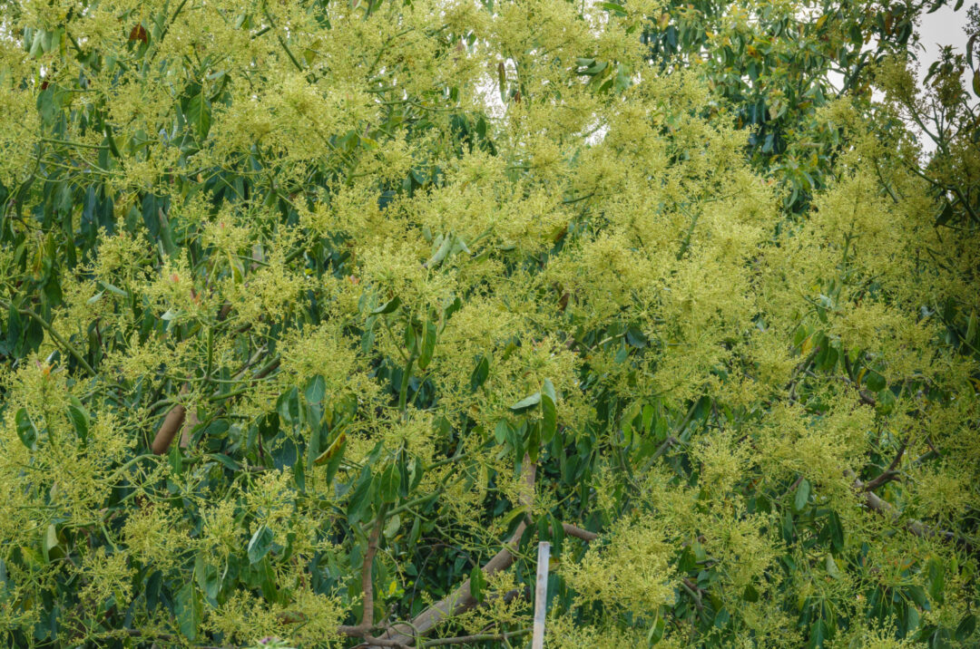 How To Grow And Care For Hass Avocado Trees