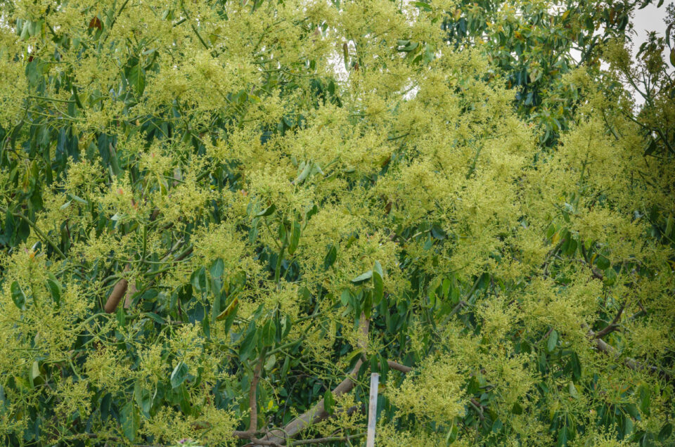 How To Grow And Care For Hass Avocado Trees