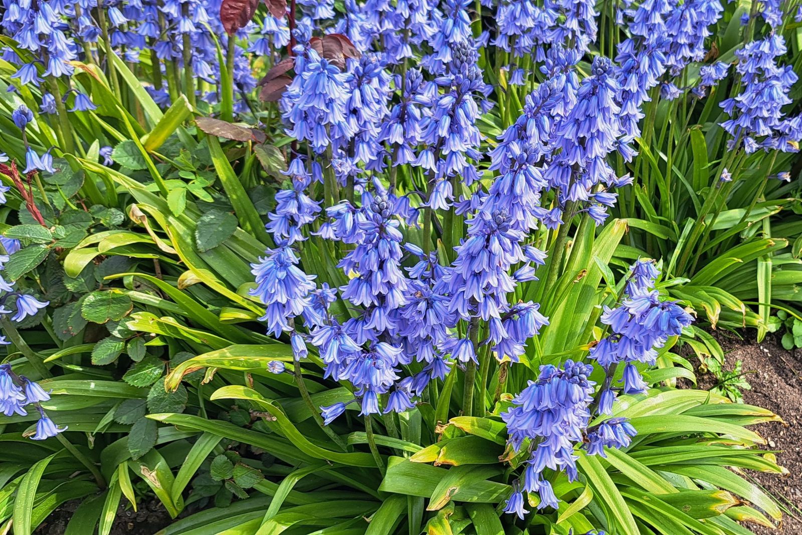 How To Grow And Care For Captivating Bellflowers