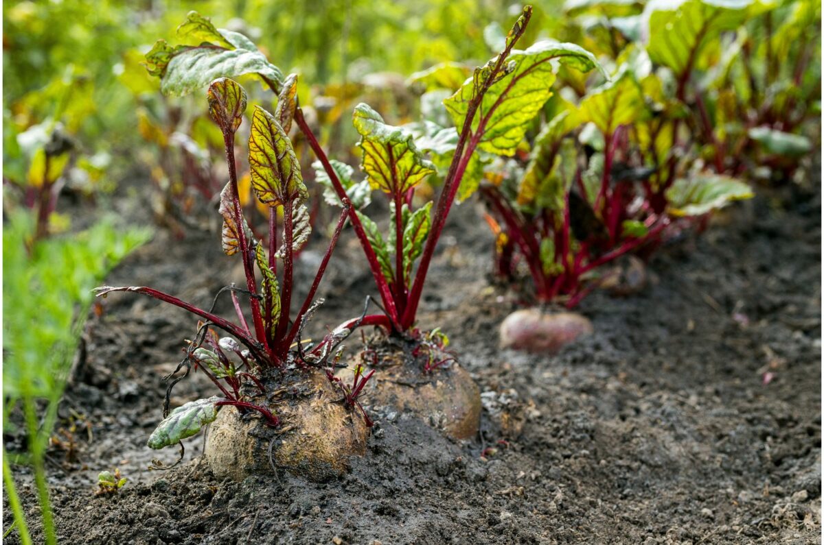 These Are The Vegetables And Flowers You Should Plant In March