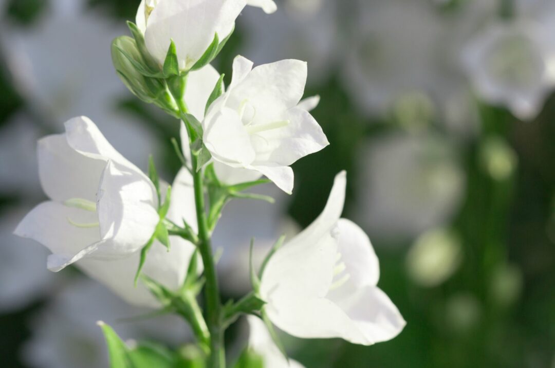 How To Grow And Care For Captivating Bellflowers