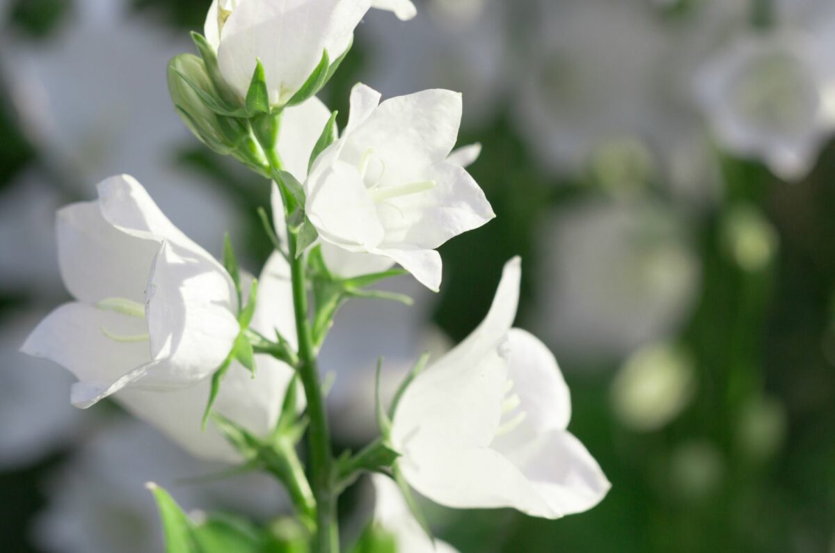 How To Grow And Care For Captivating Bellflowers