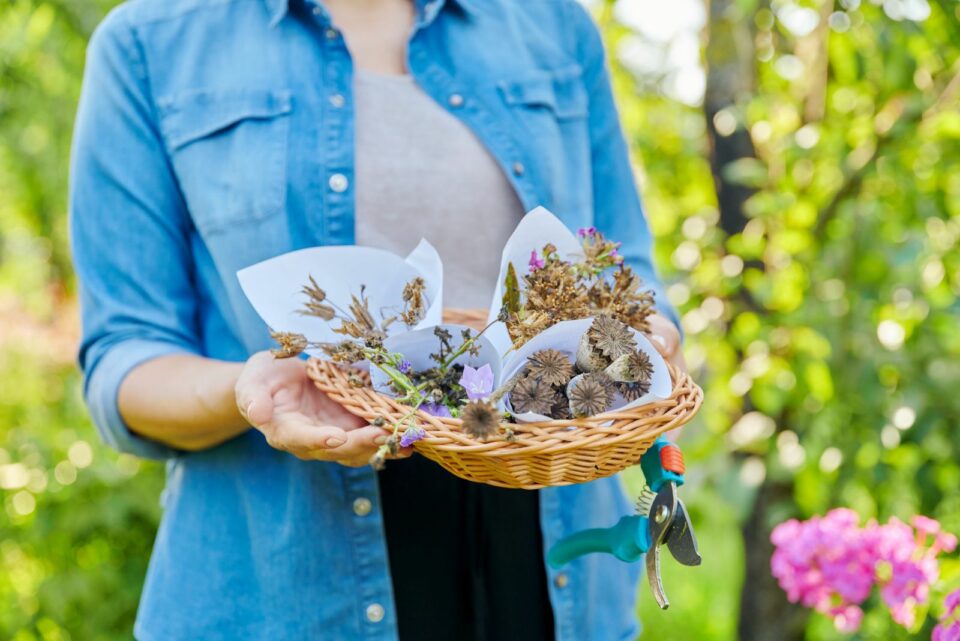 How To Grow And Care For Captivating Bellflowers