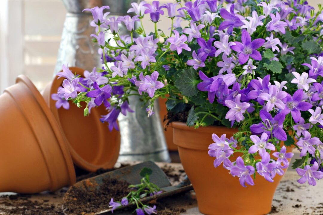 How To Grow And Care For Captivating Bellflowers