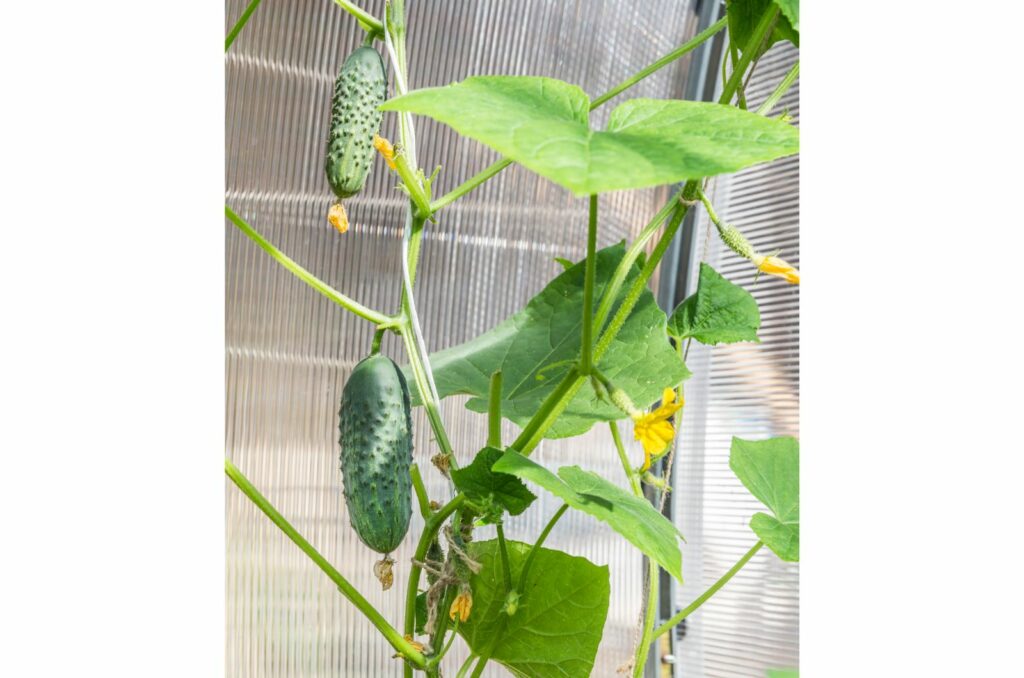 5 Best Summer Crops For Vertical Gardening