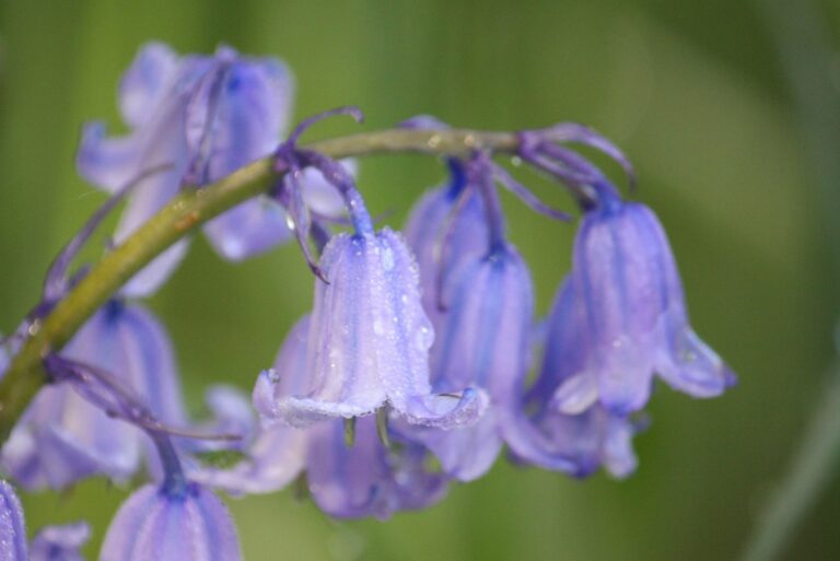 How To Grow And Care For Captivating Bellflowers