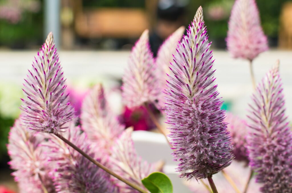 How To Grow And Care For Ptilotus