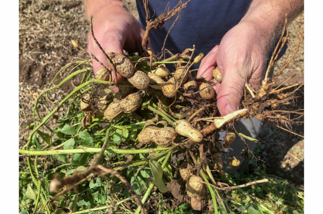Get Ready To Be Blown Away By The Amazing Growth Cycle Of Peanuts That ...