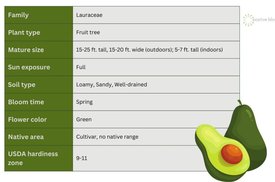 How To Grow And Care For Hass Avocado Trees