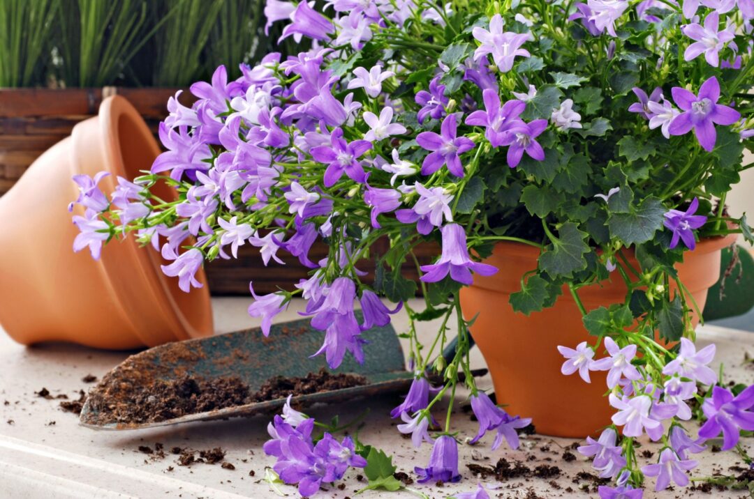 How To Grow And Care For Captivating Bellflowers