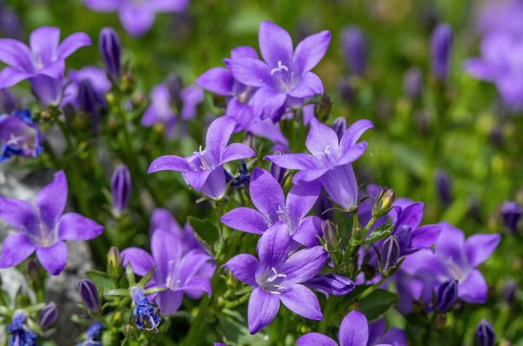 How To Grow And Care For Captivating Bellflowers
