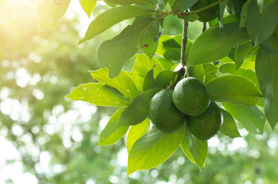 How To Grow And Care For Hass Avocado Trees