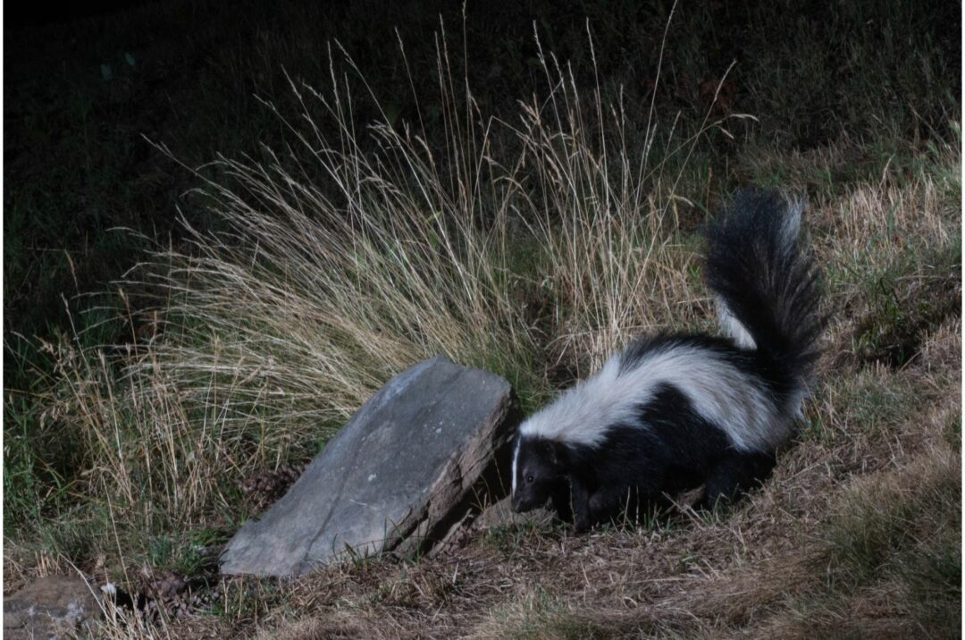 Use These 6 Brilliant Ways To Get Rid Of Skunks In Your Yard And Avoid ...