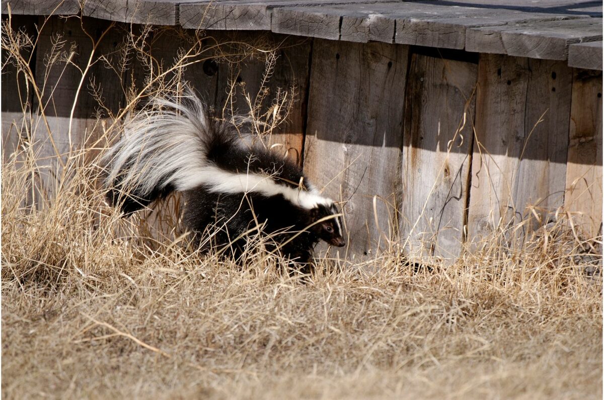 Use These 6 Brilliant Ways To Get Rid Of Skunks In Your Yard And Avoid ...