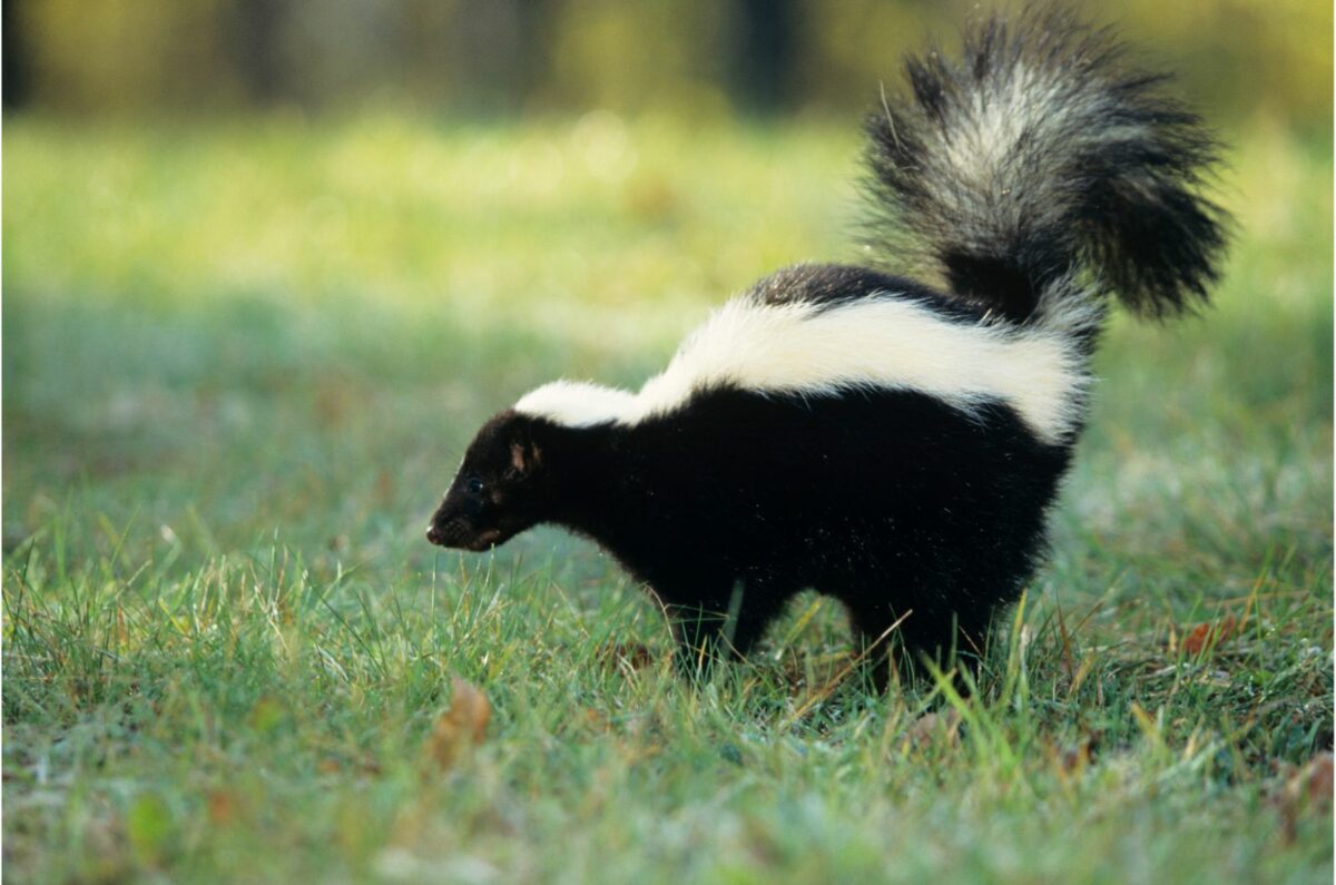 Use These 6 Brilliant Ways To Get Rid Of Skunks In Your Yard And Avoid ...