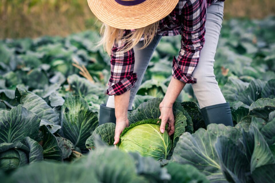 Here’s The Perfect Timing For Planting The 5 Most Common Cabbage Types