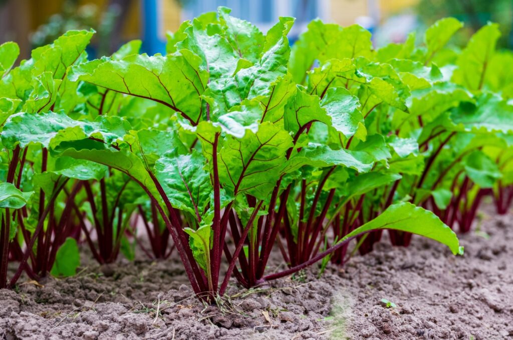 Fill Every Dark Nook In Your Garden With These 15 Shade-Loving Veggies