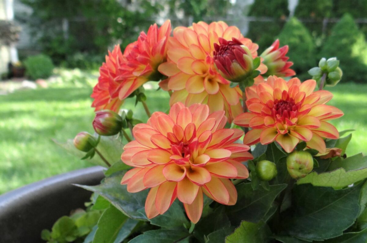Grow Dahlias In These Places To Create An Abundance Of Flowers In Your ...