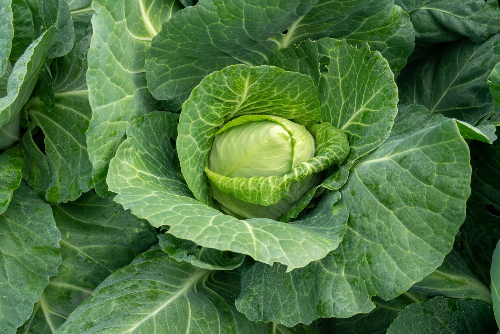 Here’s The Perfect Timing For Planting The 5 Most Common Cabbage Types