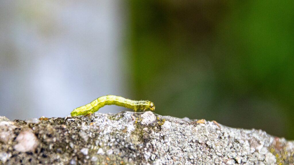 Get Rid Of Cankerworms From Your Trees With These 3 Tried-And-True Methods