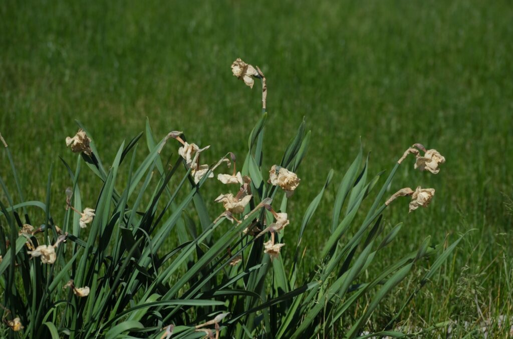 Here’s What You Should Do With Daffodils After Flowering To Keep Them ...