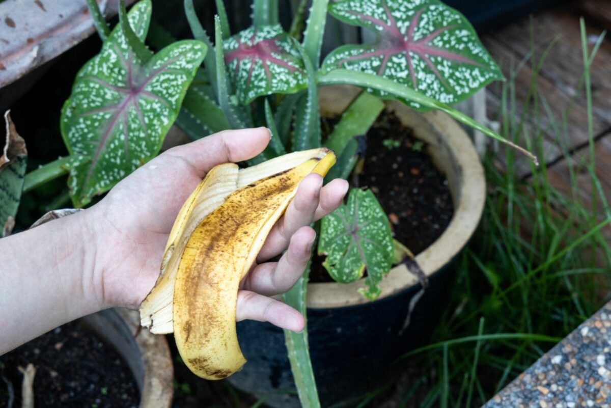 10 Absolutely Fantastic Banana Hacks You Should Be Using In Your Home ...