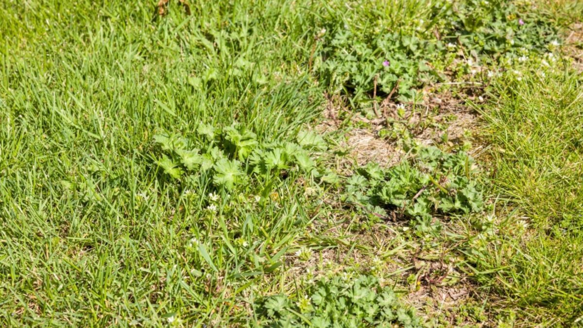 Have Fun Saying Goodbye To Doveweed With This Trick You Didn't Know About