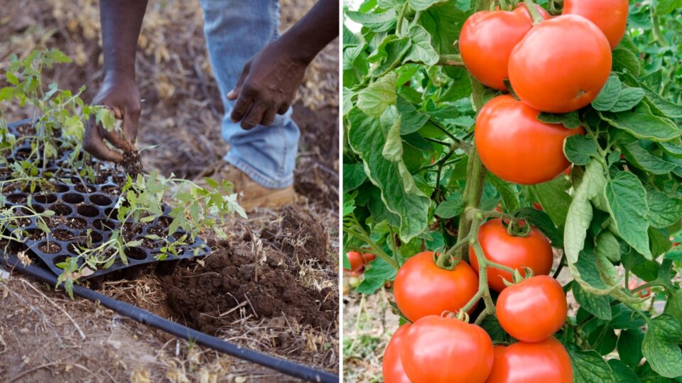 Put These 9 Things In Your Tomato Planting Hole And Get The Juiciest ...