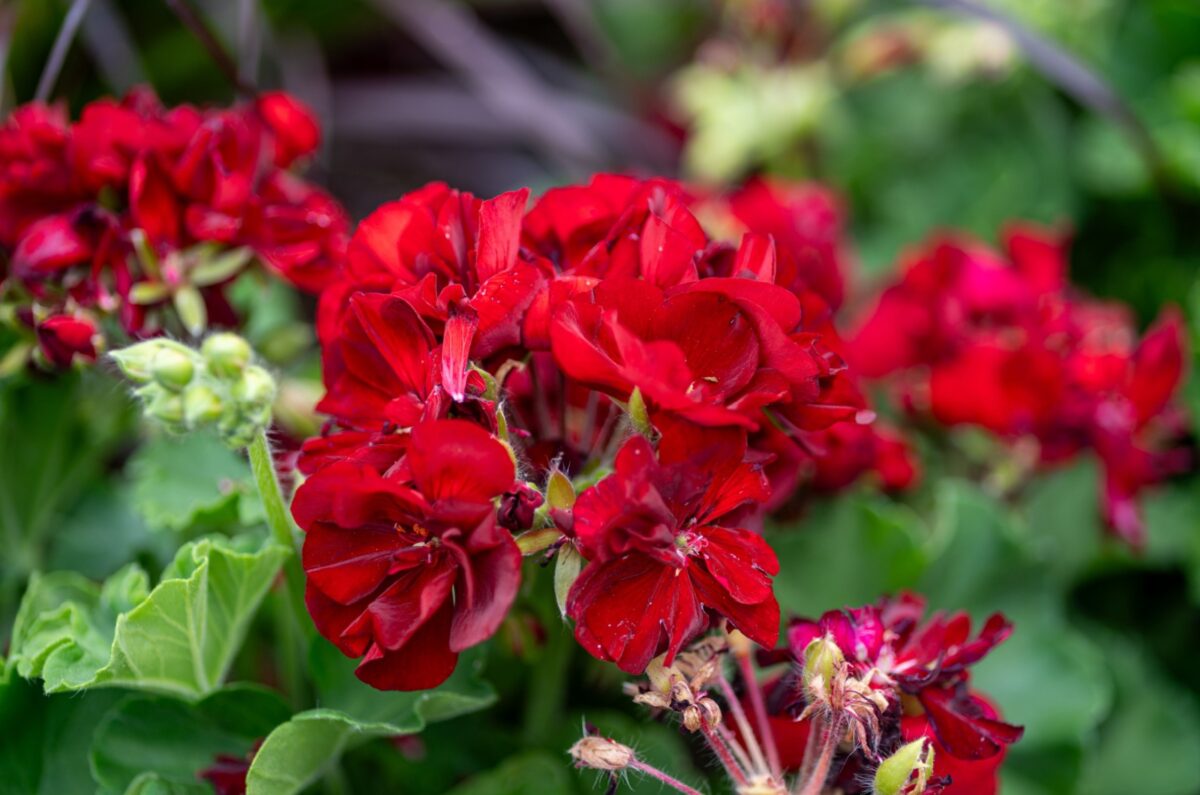 Revamp Your Garden With These Heat-Proof Geraniums, Guaranteed to ...