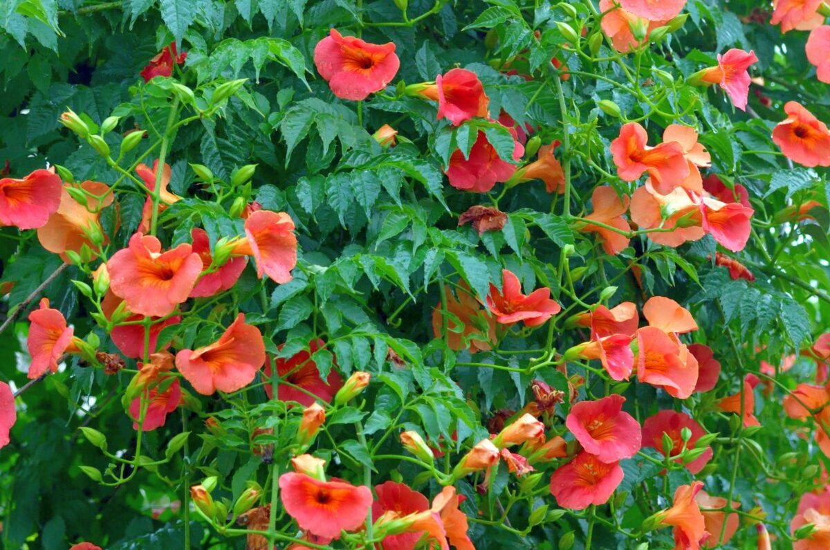 Add A Splash Of Color To Your Trellis With These 10 Fast-Growing ...