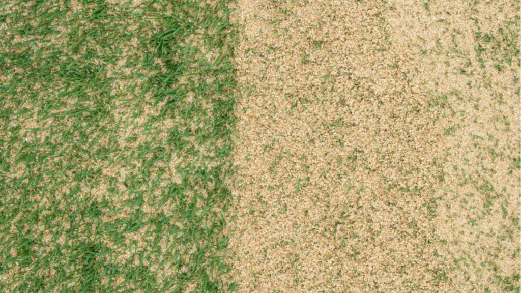 Use These Sand Tips To Supercharge Your Lawn And Make Your Grass ...
